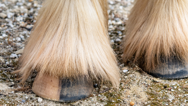Fetlock Injuries in Horses: Symptoms, Diagnosis, and Recovery - Benefab®