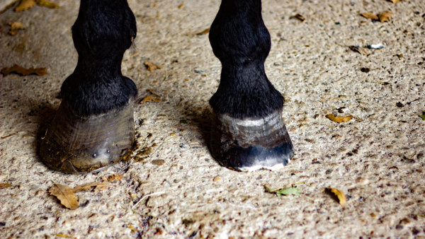 Ringbone in Horses: What You Need to Know - Benefab®