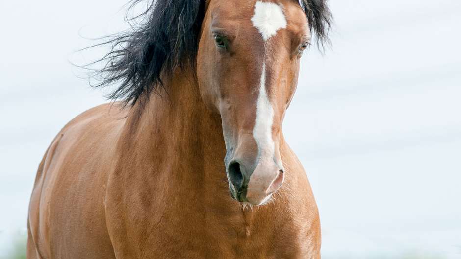 What is a Normal Heart Rate for a Horse?