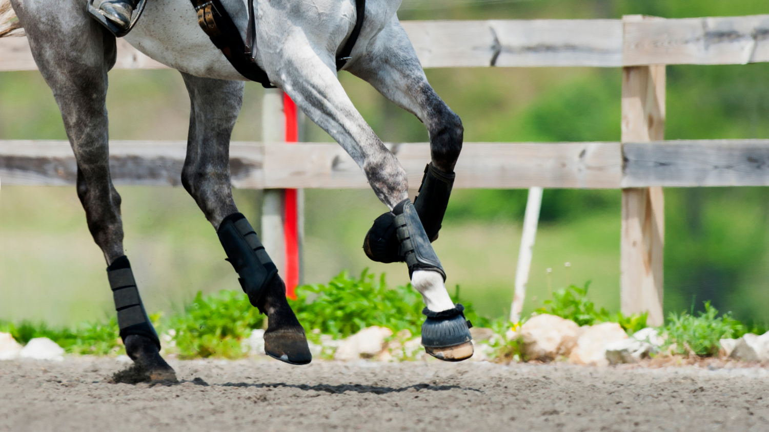 Understand and Support Your Horse’s Leg Muscles