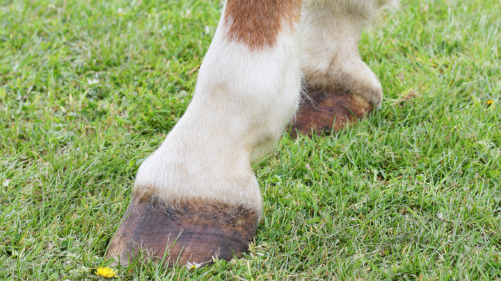 What Are Horse Pasterns?