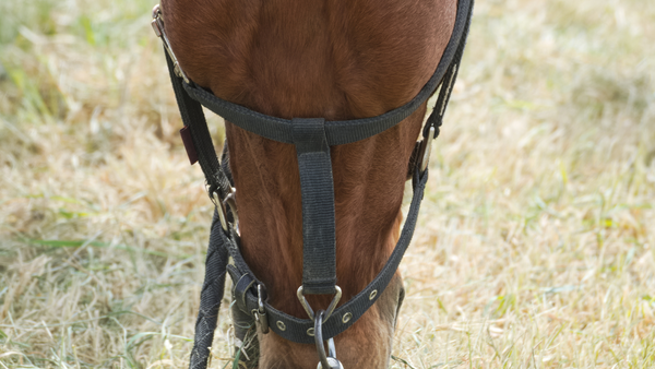Swollen Lymph Nodes in Horses: What is Cause for Concern? - Benefab®