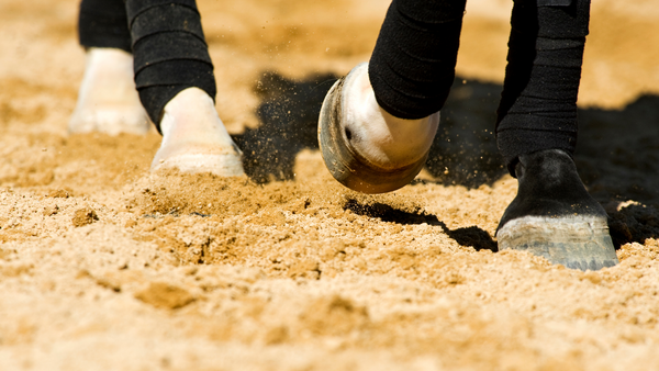 Windpuffs in Horses: Identifying, Understanding, and Managing Them ...