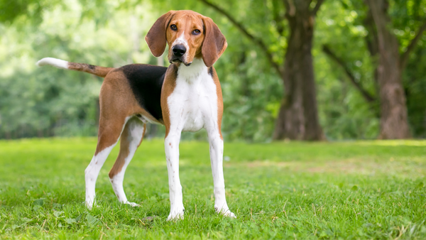 All About Dog Leg Muscles: Essential Anatomy and Care Tips - Benefab®