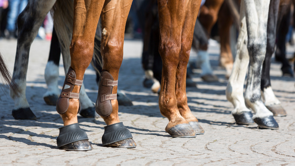 Splints in Horses: Causes, Diagnosis, & Treatment - Benefab®