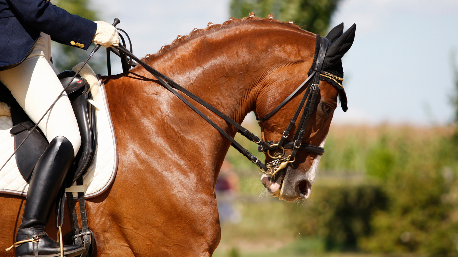 Hyperflexion in Horses: Understanding the Impact on Equine Performance