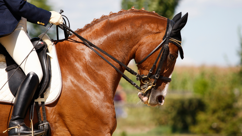Hyperflexion in Horses: Understanding the Impact on Equine Performance