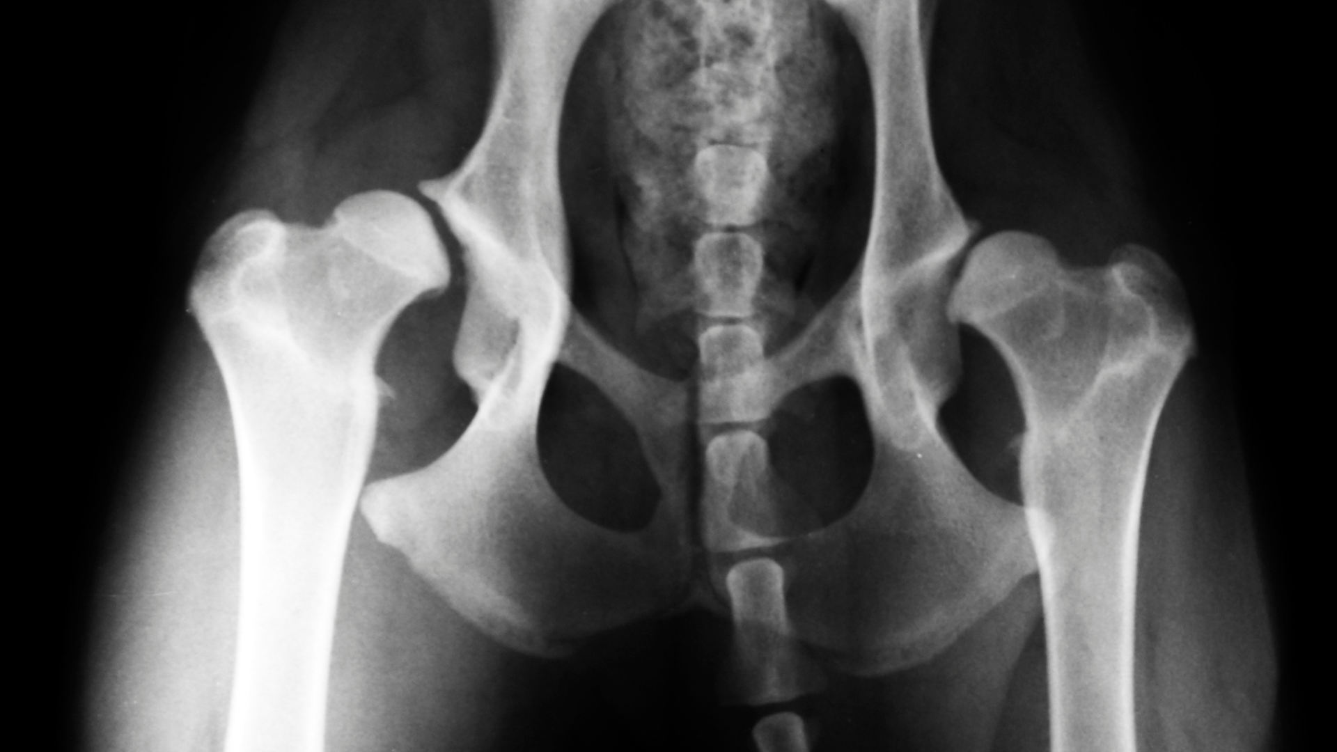 Bone Cancer in Dogs: What You Need to Know