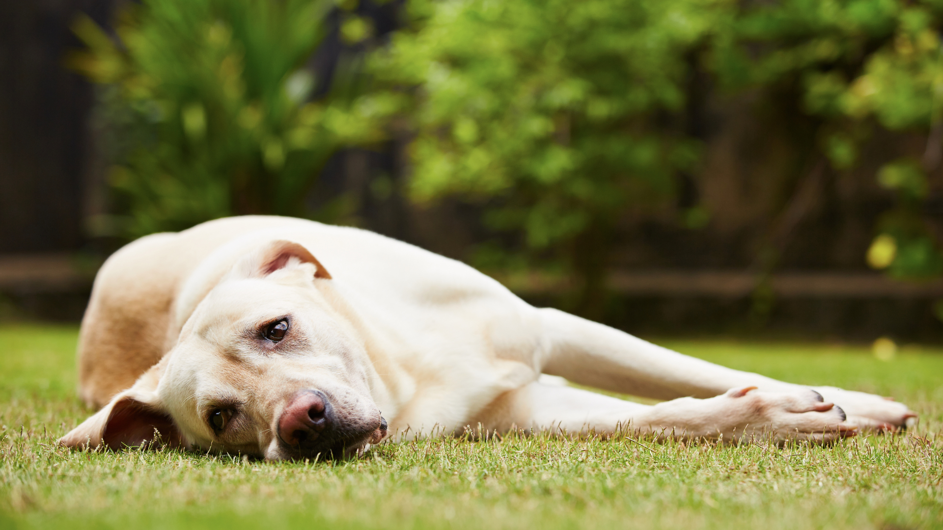 Dog Inflammation Causes, Symptoms, and Effective Treatment Options