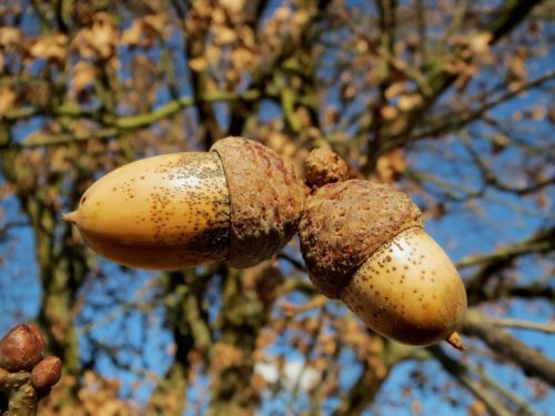 Acorn Toxicity in Horses