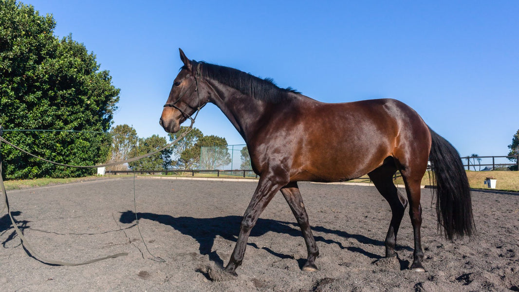 Best Exercises for Horses: Work Smarter, Not Harder