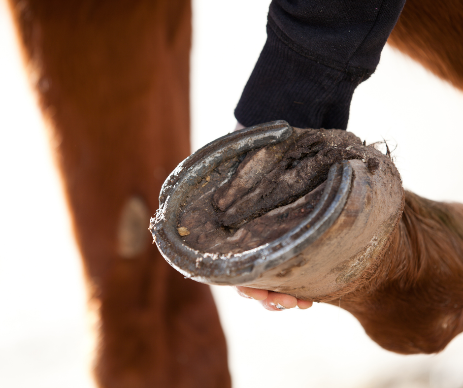 How to Treat a Hoof Abscess at Home