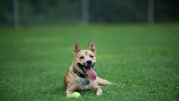 The Carolina Dog - Benefab®