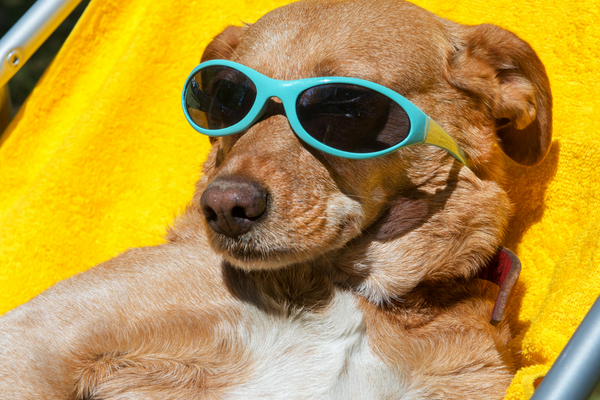 Protecting Your Dog from the Sun - Benefab®