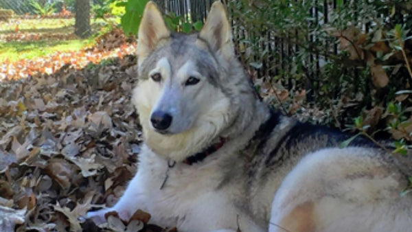 Neglected Pup Gets Second Chance - Benefab®