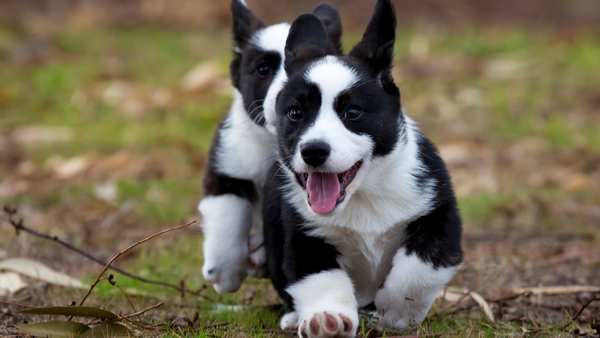 5 Ways to Socialize Your Puppy - Benefab®