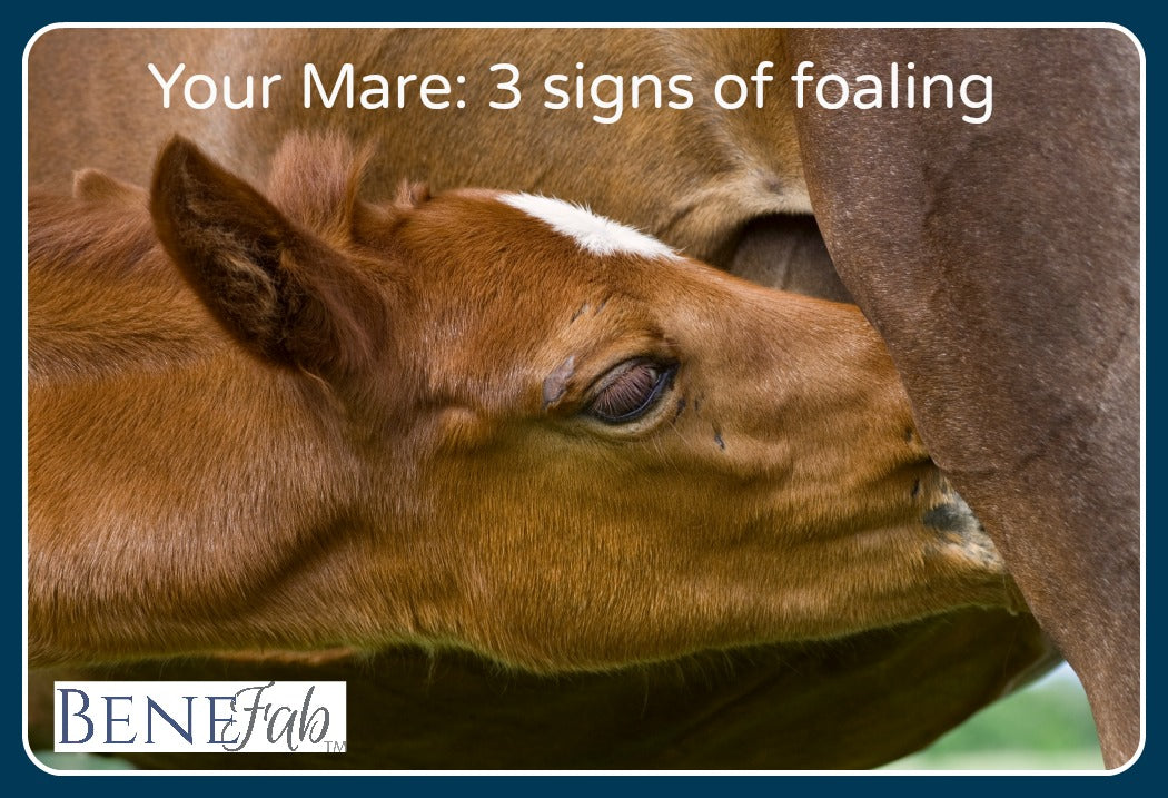 Your Mare: 3 Signs of Foaling