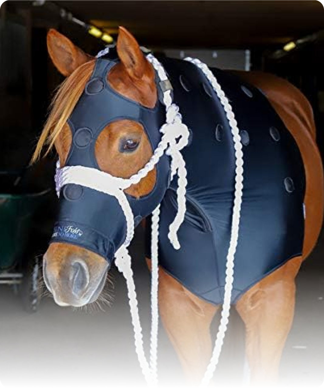 Smart Poll Pad & Wild Orange