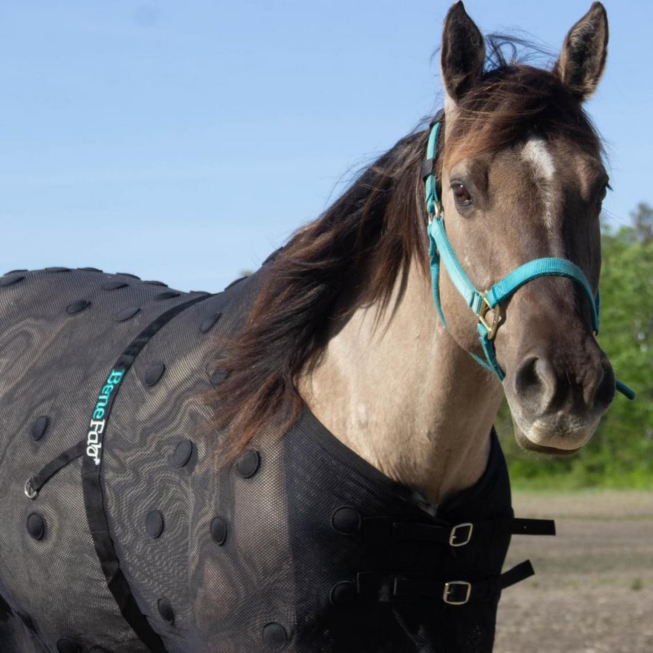 Sidebone in Horses: Causes, Symptoms, and Treatment Options