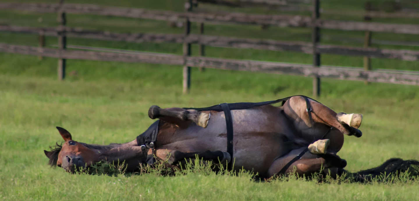 Benefab® - Less Pain | Better Performance | More Happiness